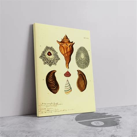 Seashell Identification Chart Etsy