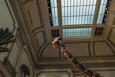 Brachiosaurus Fossil Background Images Hd Pictures And Wallpaper For Free Download Pngtree