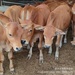 批发改良鲁西黄牛肉牛犊育肥架子牛小牛犊活牛山区养殖牛仔成年牛 阿里巴巴