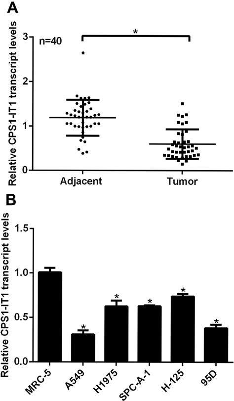 The Transcript Levels Of Lncrna Cps1 It1 Were Decreased In Human Lung Download Scientific