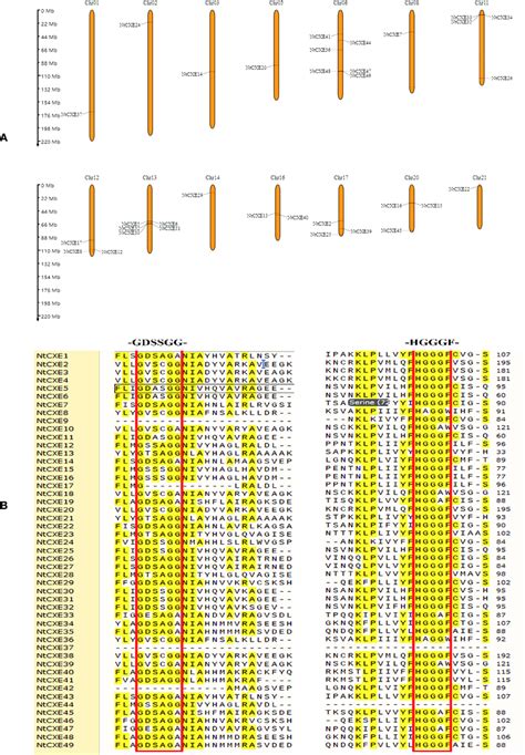 Analysis Of Genomic Location Duplicated Gene Pairs And Sequence