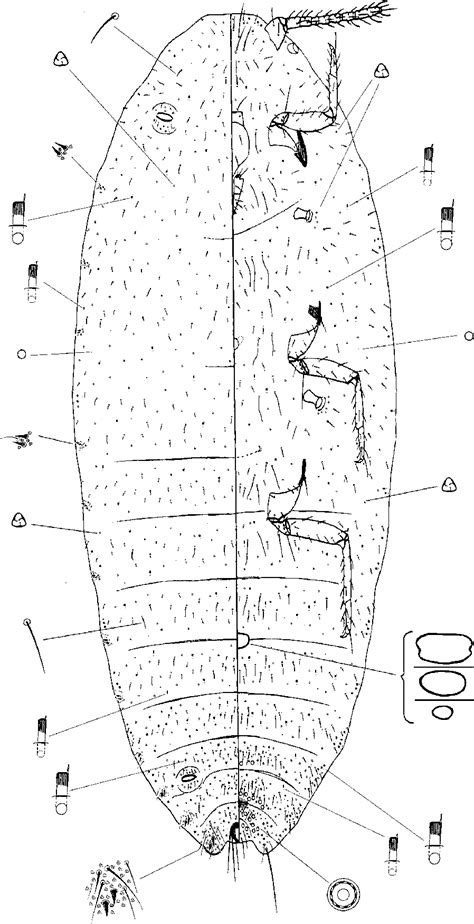 Figure 2 From A New Species Of Dysmicoccus Damaging Lavender In French Provence Hemiptera