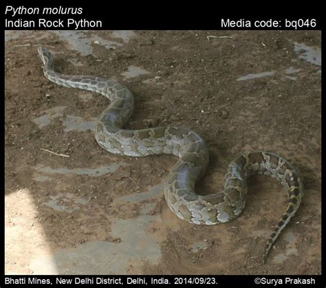 Python Molurus Linnaeus 1758 Indian Rock Python Reptiles