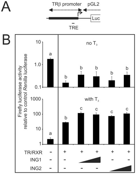 Microinjection Experiments Were Performed Using Stage Vi Xenopus