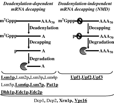 Host Deadenylation Dependent Mrna Decapping Factors Are Required For A Key Step In Brome Mosaic