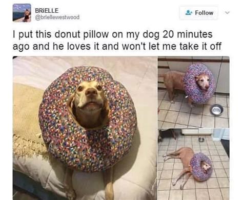 Cute Uwu Dog Rwholesomememes