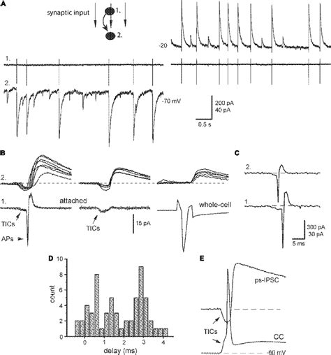 Relation Of Post Stimulus Sipscs With Presynaptic Action Potentials Download Scientific