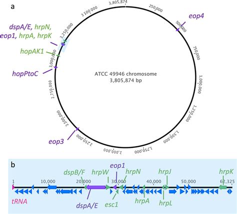 genomic location of type iii effector and other type iii secretion