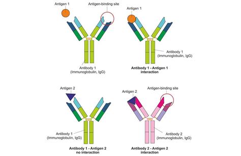 Western Blot Antibody Troubleshooting