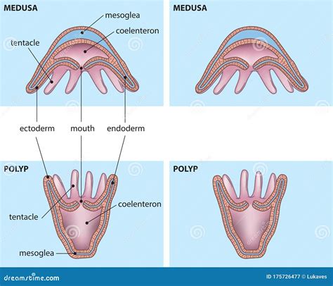 Polyp And Medusa Stock Vector Illustration Of Education 175726477