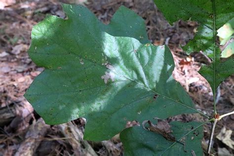 Black Oak Tree Footsteps In The Forest