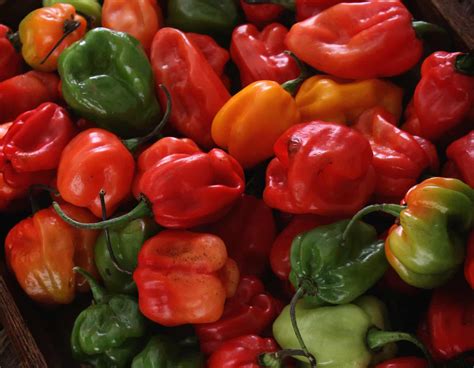 Growing Habanero Peppers A Steady Supply Of Homegrown Heat