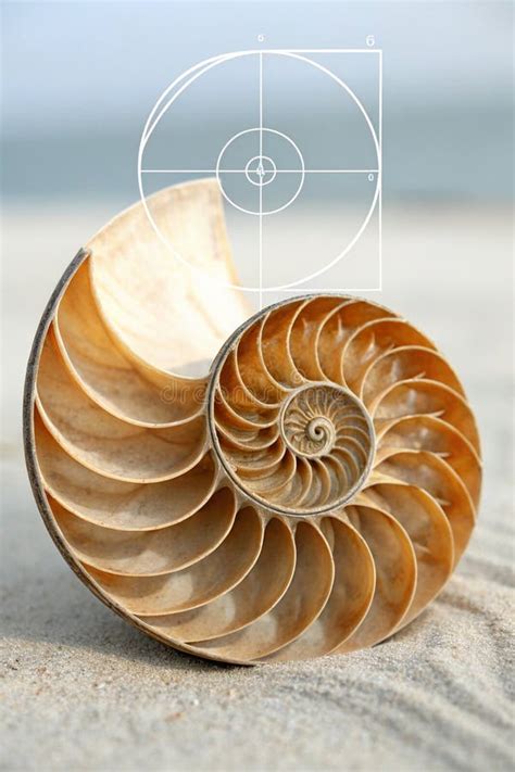 Golden Ratio Spiral Fibonacci Sequence And Golden Ratio The Sacred Geometry Of Creation Stock