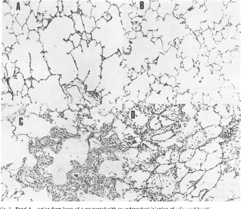 Figure 1 From The Effect Of Bleomycin And Oxygen On Rat Lung Semantic Scholar