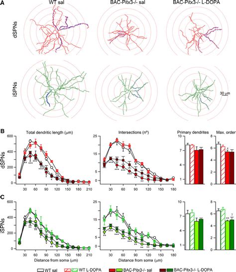 Dendritic Length Is Reduced In Both Spns In Bac Pitx3 Mice A Download Scientific Diagram