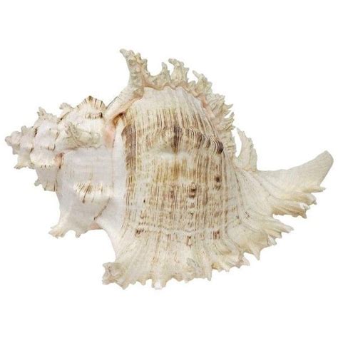 Large Lace Murex Conch Shell Large Lace Murex Conch Shell