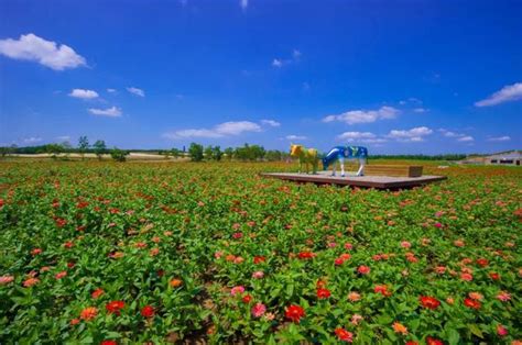 三台山2220畝衲田花海驚艷綻放 每日頭條