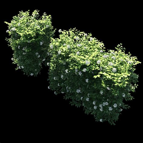 Murraya Paniculata Hegde 3d Model Cgtrader