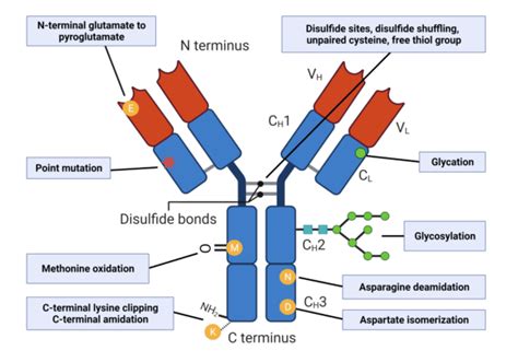 Why Do Post Translational Modifications Matter Rapid Novor