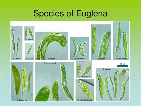 Plant Features Of Euglena