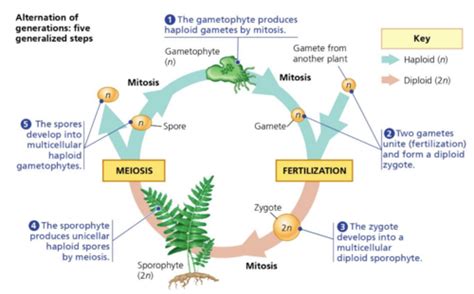 Chapter 29 Introduction To Plant Diversity Flashcards Quizlet