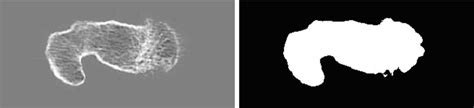 Left Grey Value Segmentation Results Right Binary Segmentation Mask