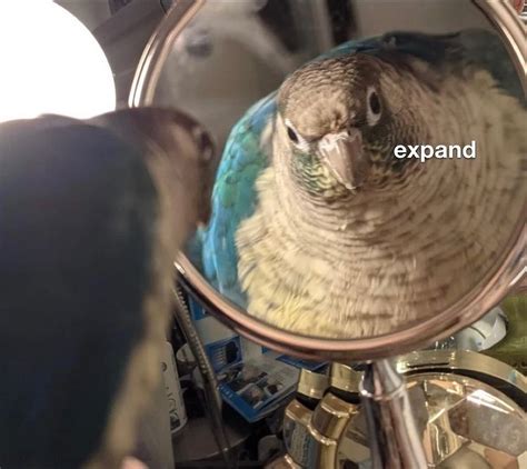 Fat Bird Memes Fat Mad Bird Memes Imgflip