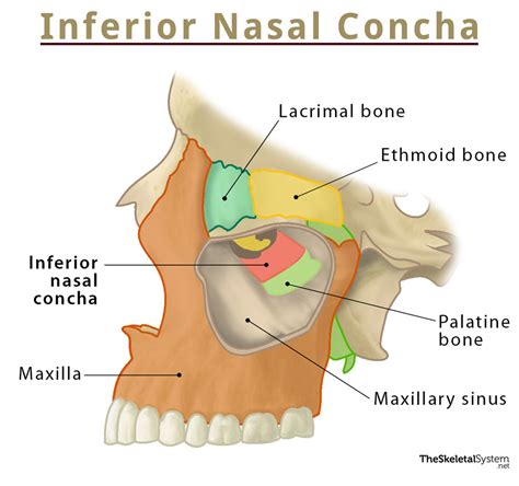 Ethmoid Bone Labeled Nasal Septum