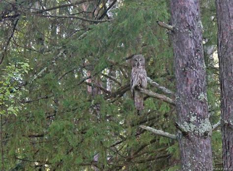 Бородатая неясыть — Ураловед