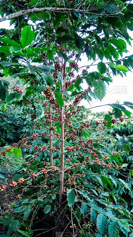 咖啡树里的咖啡豆