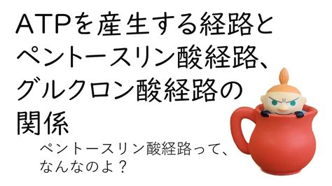 ATPを産生する経路解糖系TCA回路電子伝達系とペントースリン酸経路グルクロン酸経路の関係 YouTube