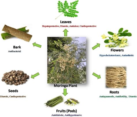 Can Moringa Cure Staphylococcus Aureus