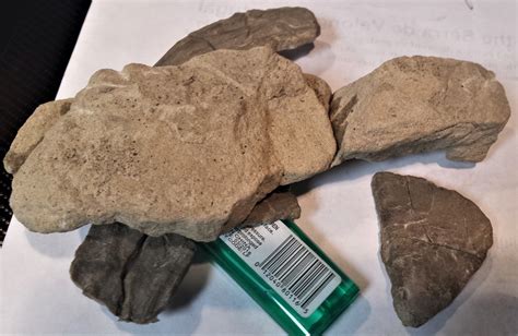 Turtle Shell Fossil Id The Fossil Forum