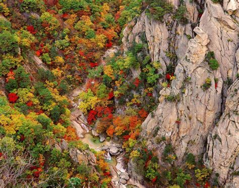 Creatrip Autumn Maple Leaf Spots In Korea