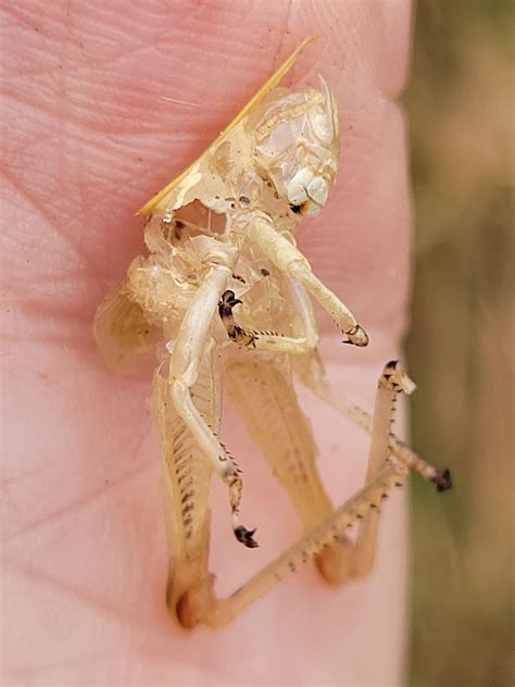Does A Grasshopper Have An Exoskeleton At Jose Huggins Blog