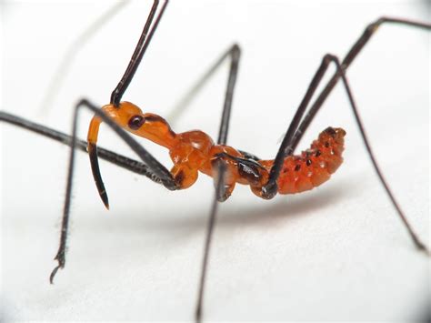 Macros Assassin Bugs Thumbnails