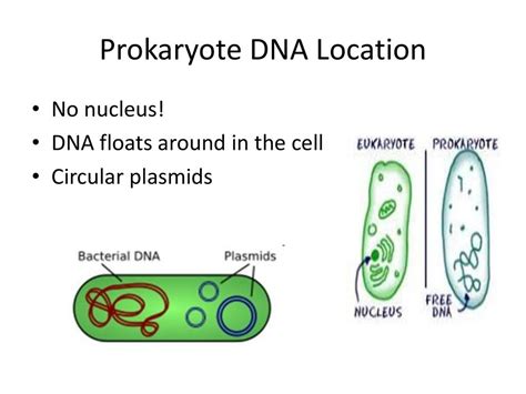 Cells Eukaryotes And Prokaryotes Ppt Download