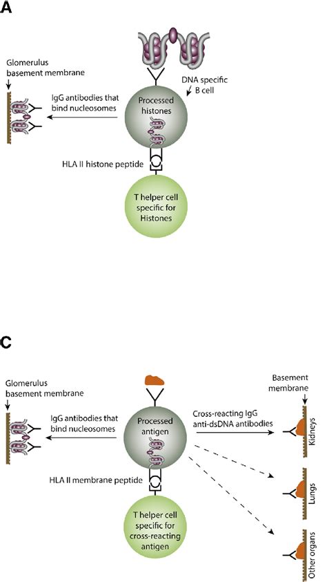 Pathogenicity Of Anti Dsdna Antibodiesddo They Target Chromatin Download Scientific Diagram