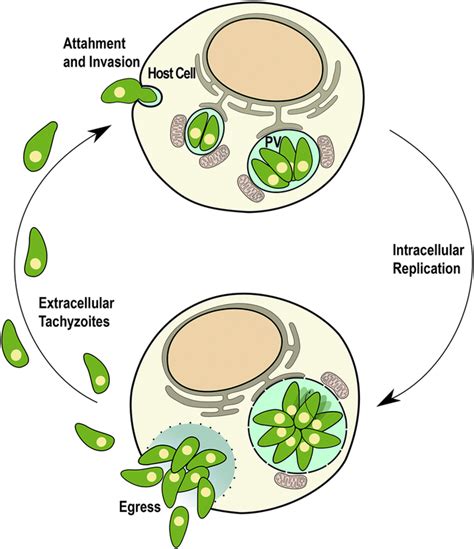 Calcium Signaling And The Lytic Cycle Of The Apicomplexan Parasite Toxoplasma Gondii Pmc