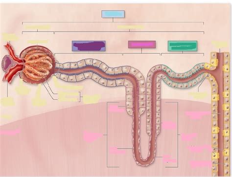 Nephron Model Urinary Anatomy Diagram Quizlet Nephron Model Urinary Anatomy Diagram Quizlet