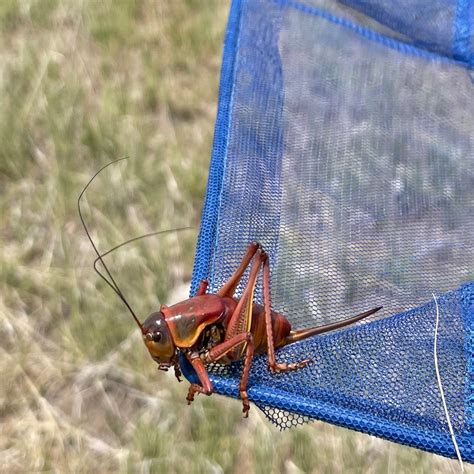 Grasshopper Mormon Cricket Faqs — Invasive Species Of Idaho