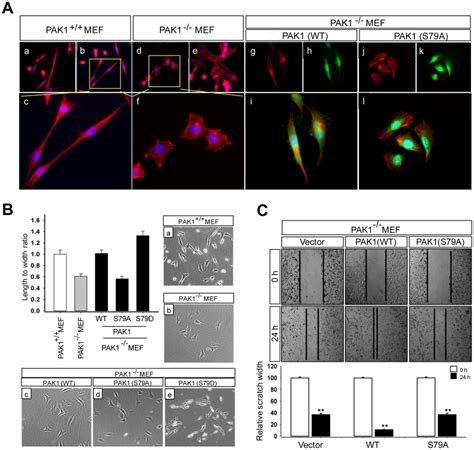 a wild type a c and pak1− − d f mef cells were stained with the