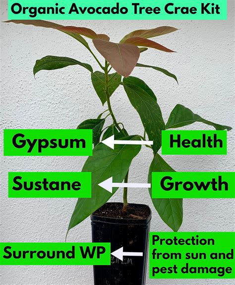 Fertilizers Avocado Tree Growers