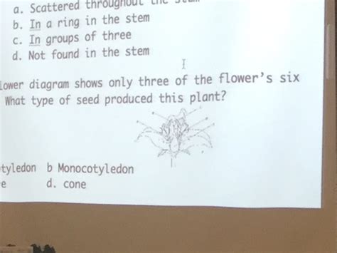 🌱 Classifying Plants 🌱 Flashcards Quizlet