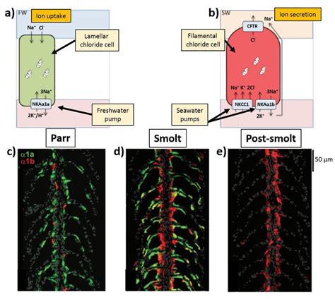 3 Chloride Cells And Pumps Involved In Salmonid Osmoregulation Download Scientific Diagram