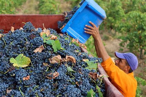 tunisian heatwave hits wine output theprint reutersfeed