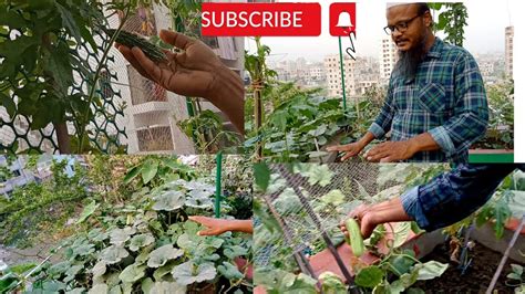 ছাদে অল্প জায়গায় যে ভাবে সারা বছরের জন‍্য বিভিন্ন ধরনের সবজি চাষ করবেন জেনে নিন। Youtube