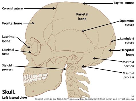 Skull Diagram Lateral View With Labels Part 1 Axial