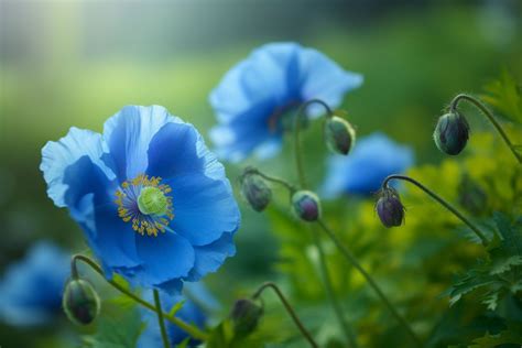 Himalayan Blue Poppy Flower Meaning Symbolism And Spiritual Significance
