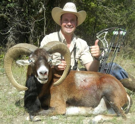 Montgomery Properties Ranch Mouflon Sheep Photo Gallery